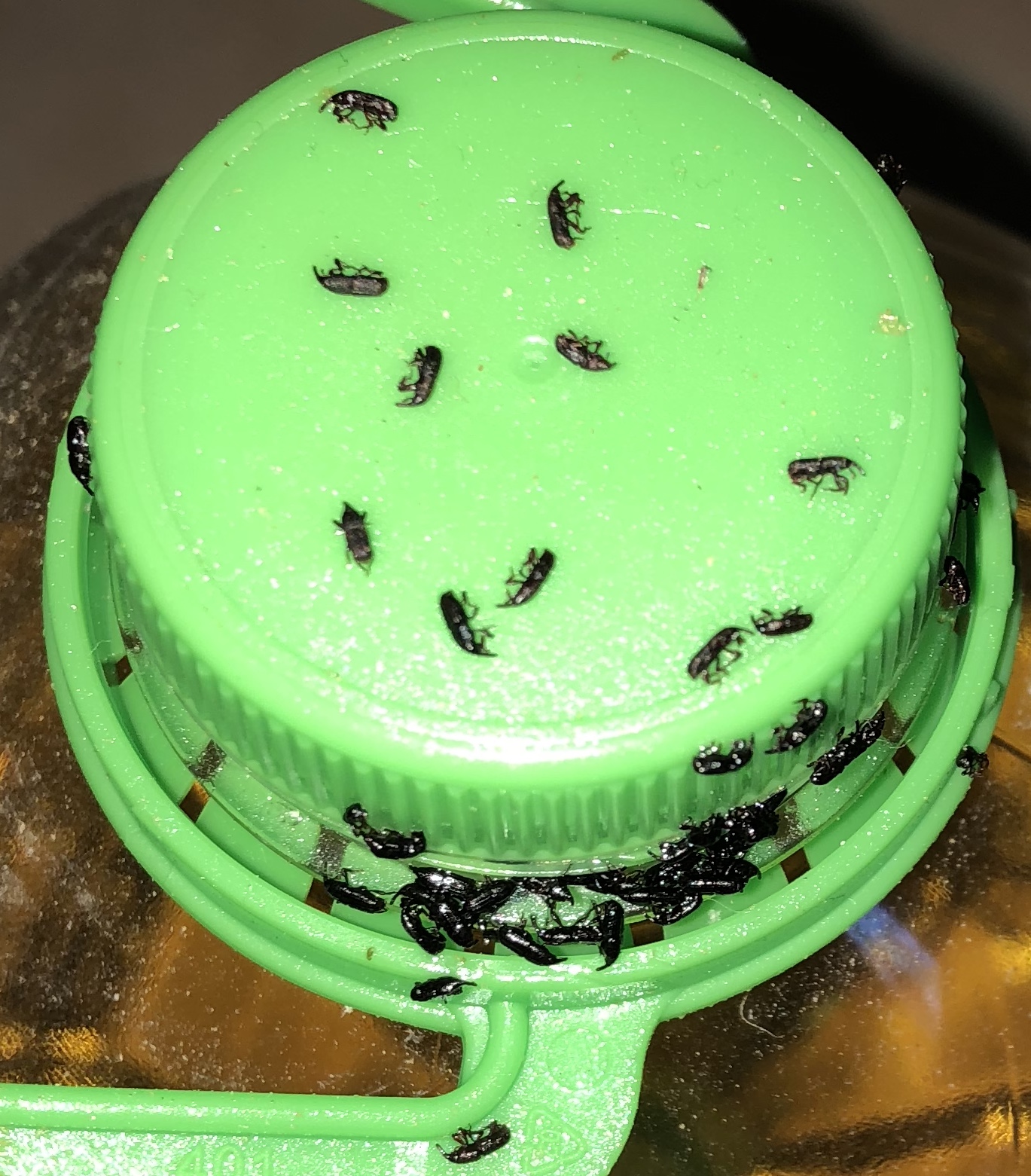 Ambush Pest Solutions | Top-Rated Pest Control in Coconut Creek, FL