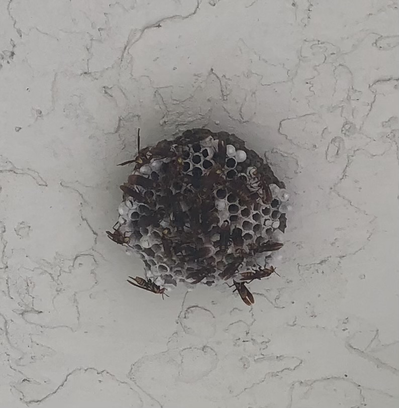 Ambush Pest Solutions | Top-Rated Pest Control in Coconut Creek, FL